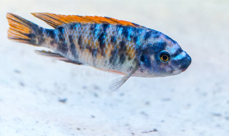 Cichlids stock image. Image of colored, parrot, fish - 84209211