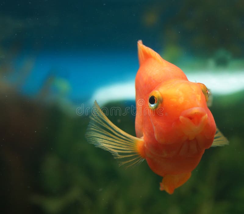 Cichlids, Parrot fish stock photo. Image of close, life - 27587436