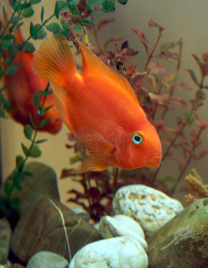 Cichlids, Parrot fish stock photo. Image of aquarium - 28191304