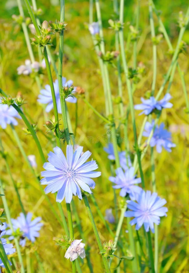 Cichorium flower stock photo. Image of common, green - 48902162