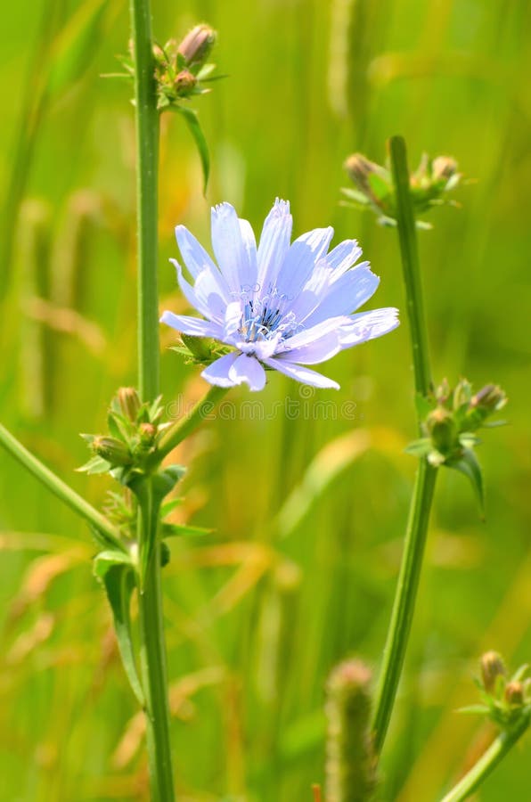 Cichorium flower stock photo. Image of outdoor, herb - 35260664