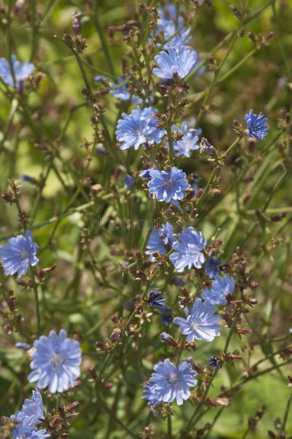 Cichorium Flowering on a Meadow Stock Image - Image of chicory, flower ...