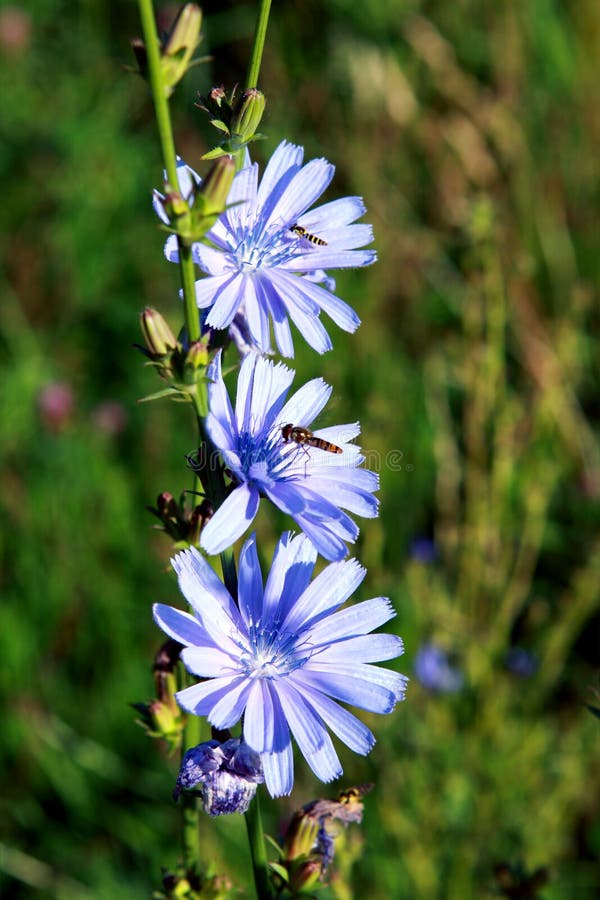 Cichorium intybus stock photo. Image of outside, flora - 20549054