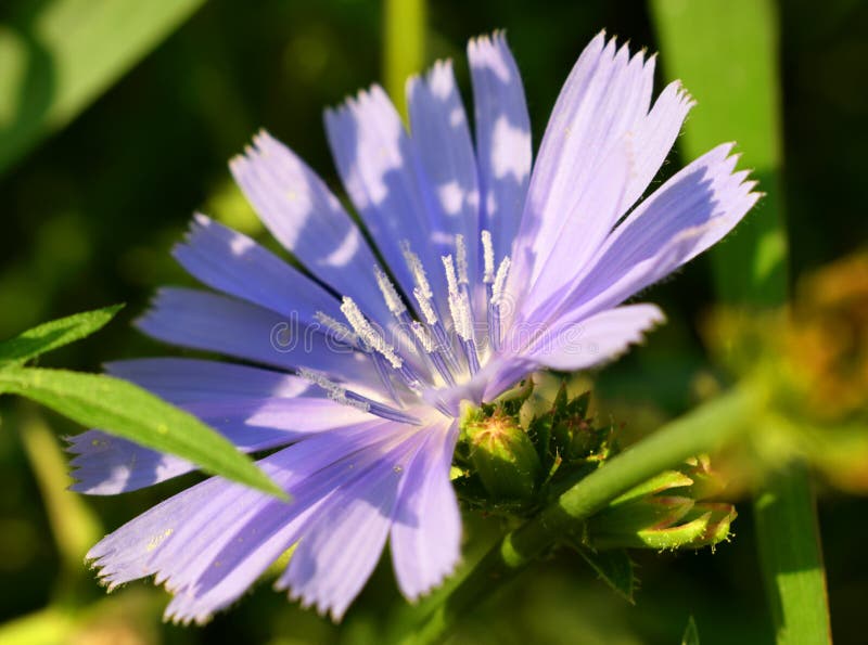 Beautiful Cichorium Intybus Flowers on N Wild Field in Sunset Light ...
