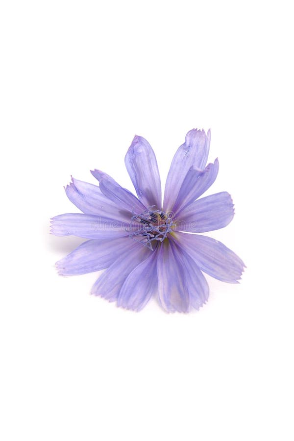 Cichorium Intybus - Common Chicory Flowers Isolated on White Background ...