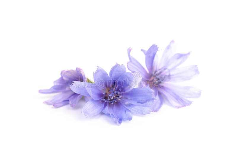 Cichorium Intybus - Common Chicory Flowers Isolated on White Background ...