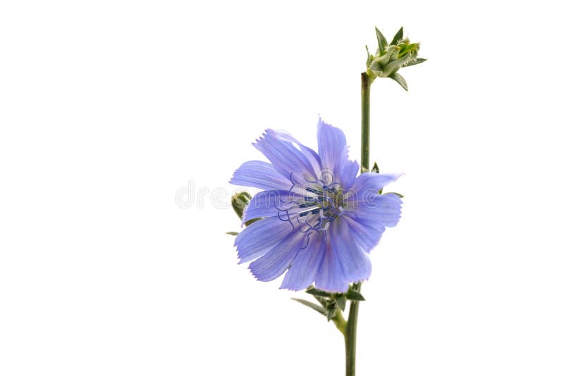 Cichorium Intybus - Common Chicory Flowers Isolated on White Background ...