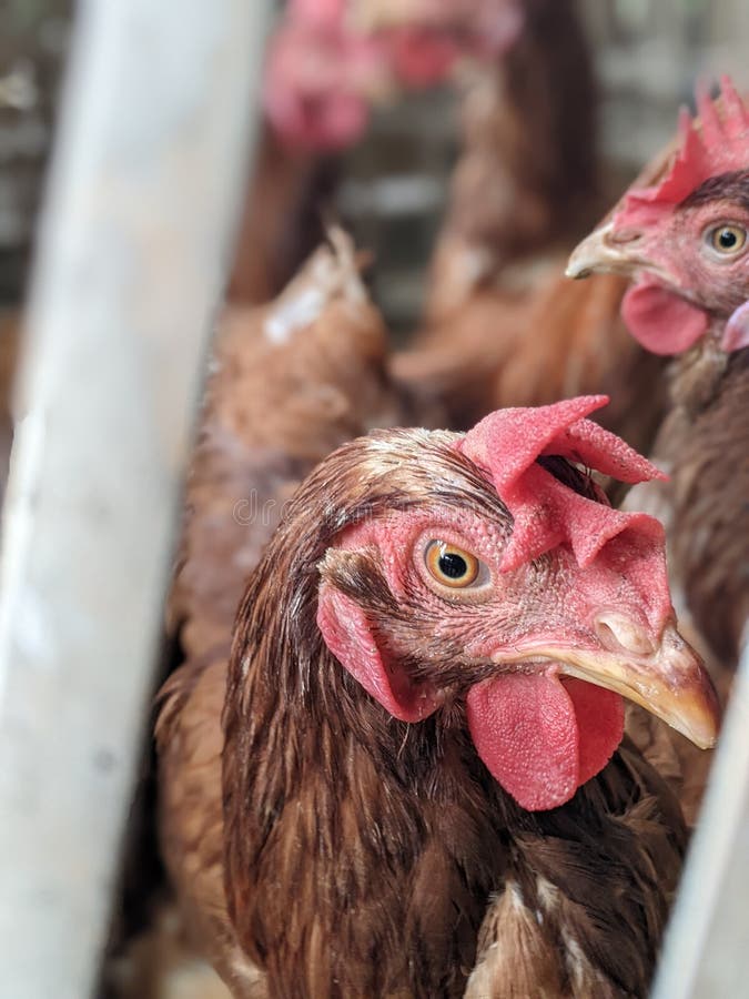 A cicken in the coop stock photo. Image of poultry, fowl - 238672812