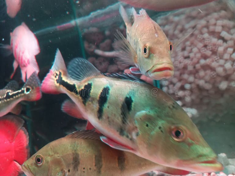 Cicla Monoculus Peacock Bash Predator Fish Stock Image - Image of fresh ...