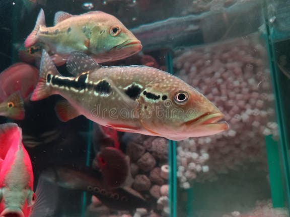 Cicla Pinima Peacock Bash Fish Stock Image - Image of large, shape ...