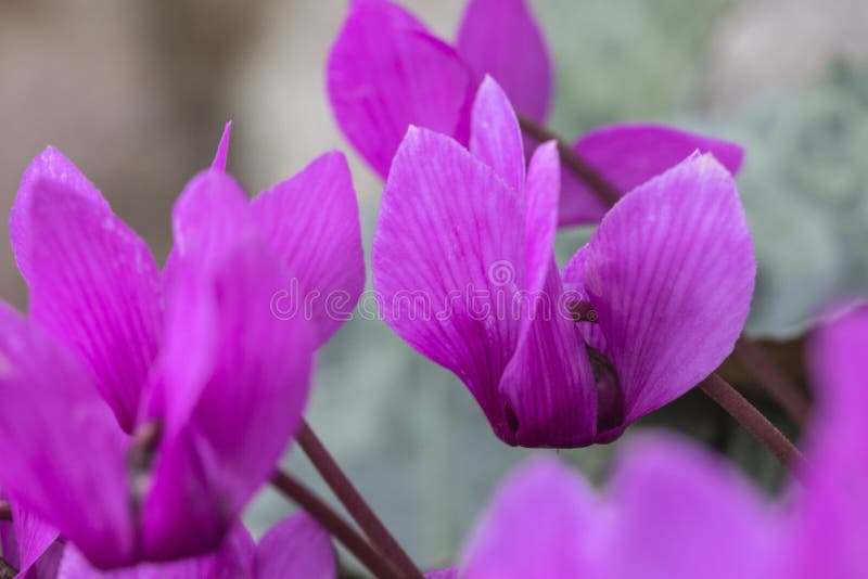 Ciclama roxa foto de stock. Imagem de macro, plantas - 201531510