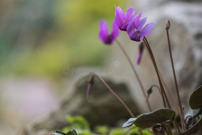 Ciclama roxa imagem de stock. Imagem de floresta, ambiente - 201531513