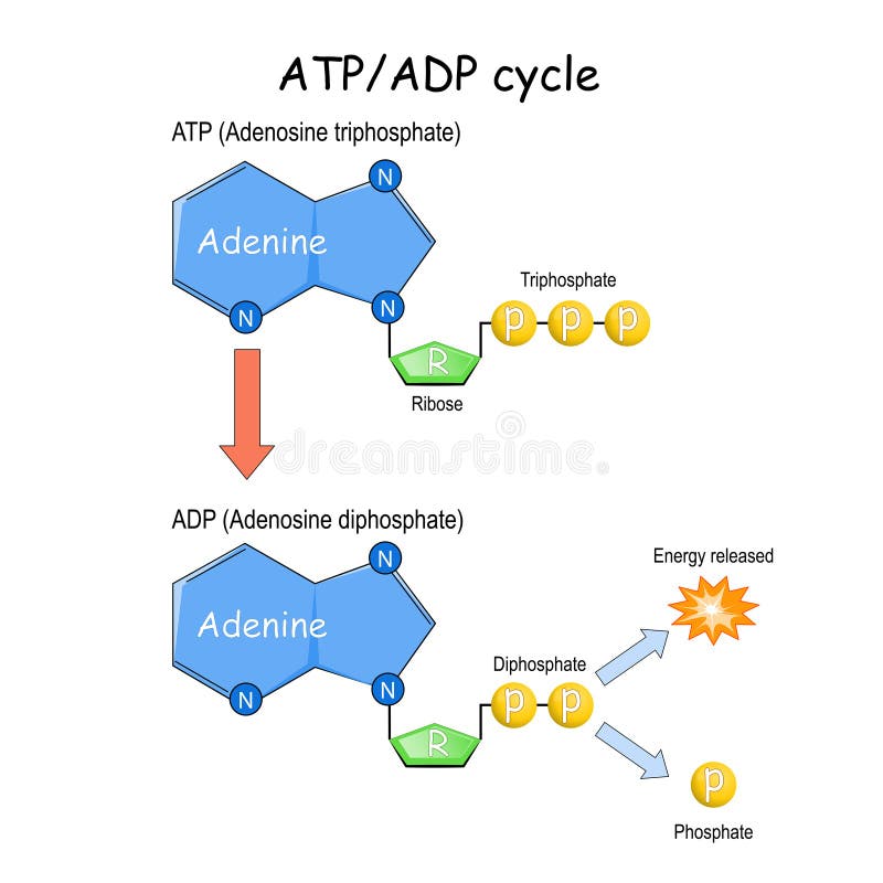 Fórmula Estructural Del ATP Del Trifosfato De Adenosina Ilustración del ...