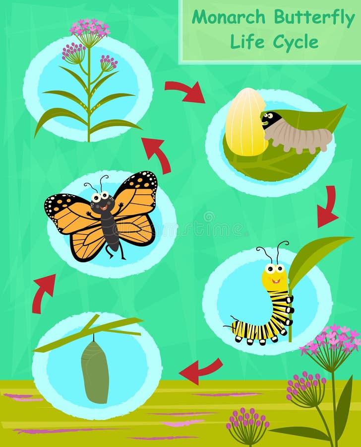 Diagrama Del Ciclo De Vida De La Mariposa Ciclo De Vida De Los Peces