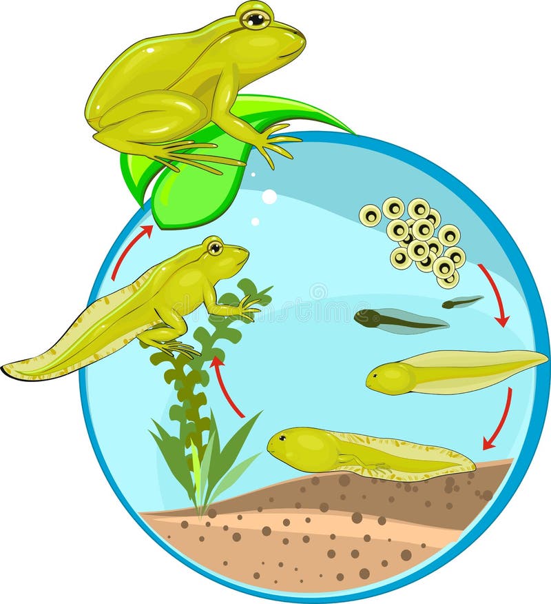 Ciclo de vida de la rana ilustración del vector. Ilustración de tadpole ...