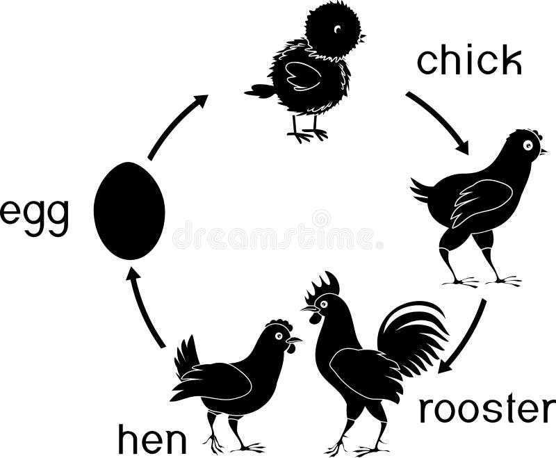 Ciclo de vida del pollo ilustración del vector. Ilustración de etapa ...