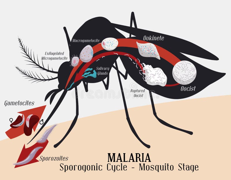 Ciclo De Vida Palúdico Del Plasmodium: Infección Del Mosquito, Ejemplo ... Ciclo De Vida Palúdico Del Plasmodium: Infección Del Mosquito, Ejemplo ...
