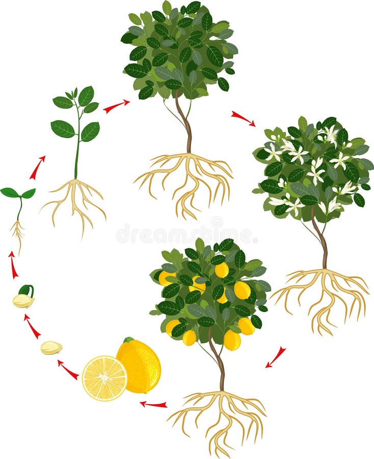 Ciclo di vita del limone illustrazione vettoriale. Illustrazione di ...