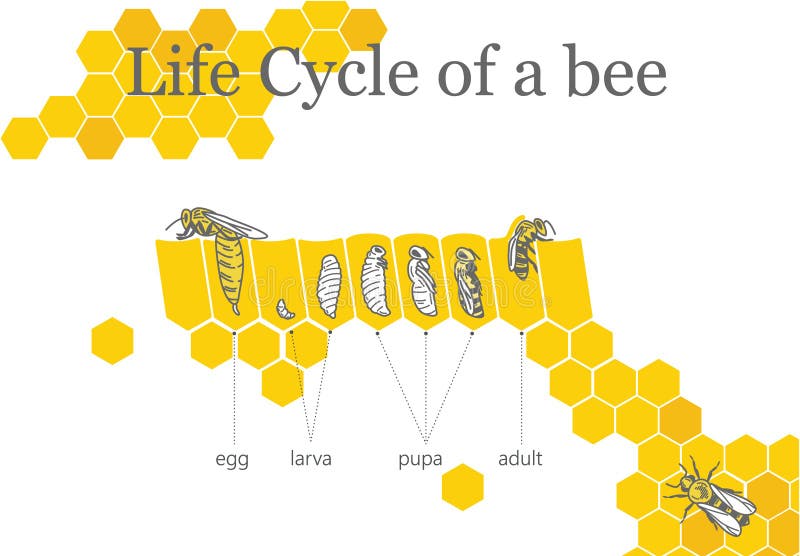Ciclo di vita di un'ape illustrazione vettoriale. Illustrazione di ...