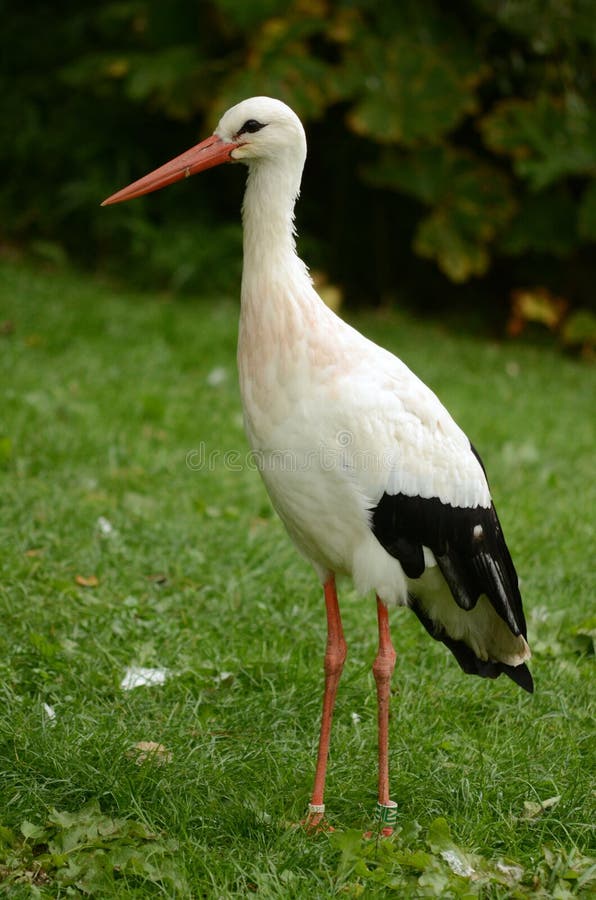 Cicogna immagine stock. Immagine di genitorialità, trasporto - 21477589