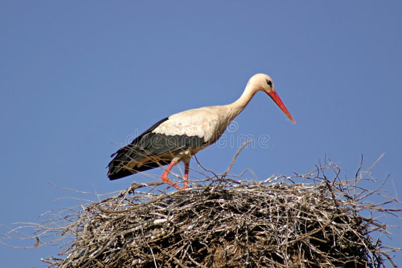 Cicogna immagine stock. Immagine di migri, volo, aviario - 6383061
