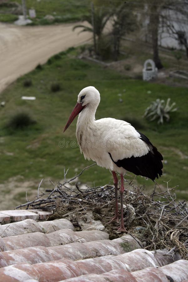Cicogna Bianca, Ciconia Di Ciconia, Immagine Stock - Immagine di bianco ...