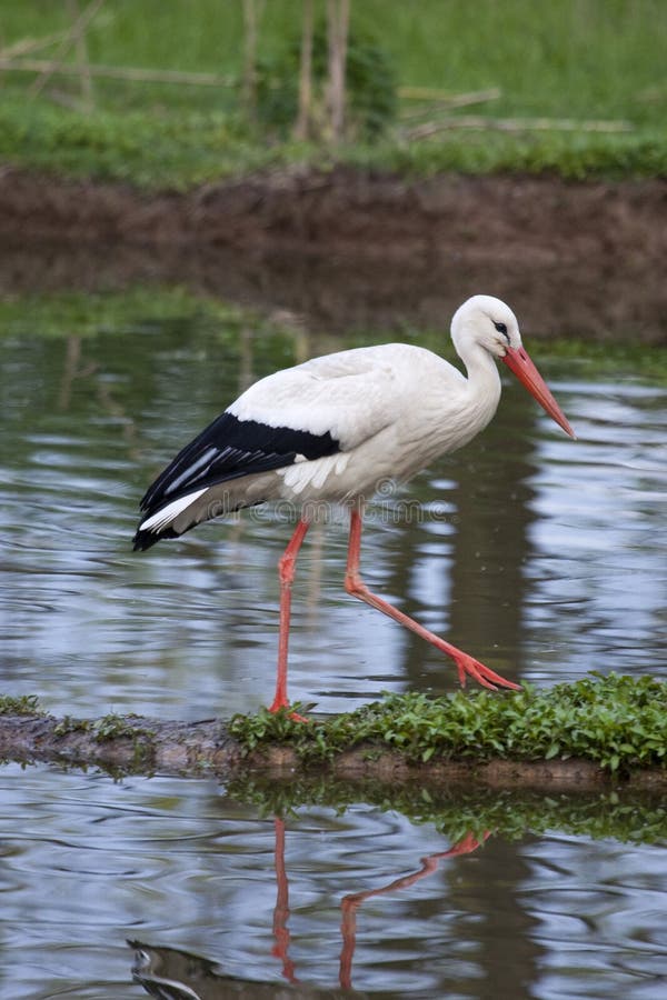 Cicogna Bianca (ciconia Di Ciconia) Fotografia Stock - Immagine di ...