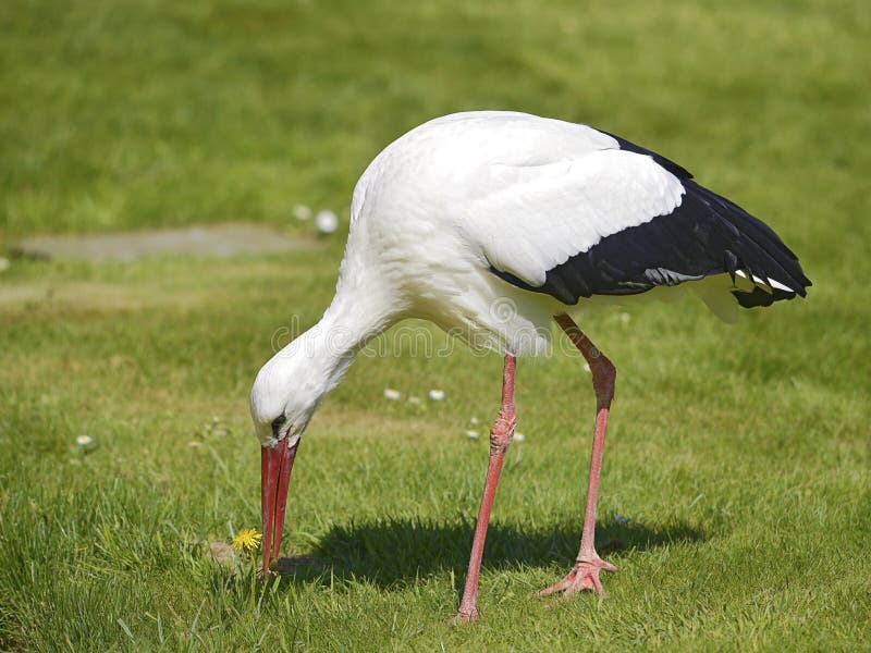 Cicogna Bianca Durante Il Volo Immagine Stock - Immagine di uccello ...