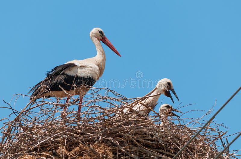 Cicogne bianche immagine stock. Immagine di migratore - 34208493