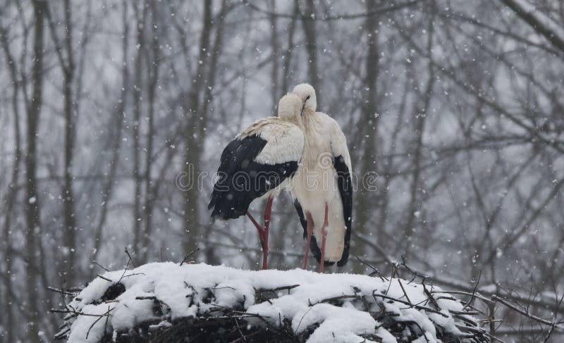 White stork under the snow stock photo. Image of cicogna - 112335032