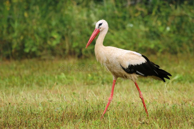 Vit Stork Bild. Bild: 85184774