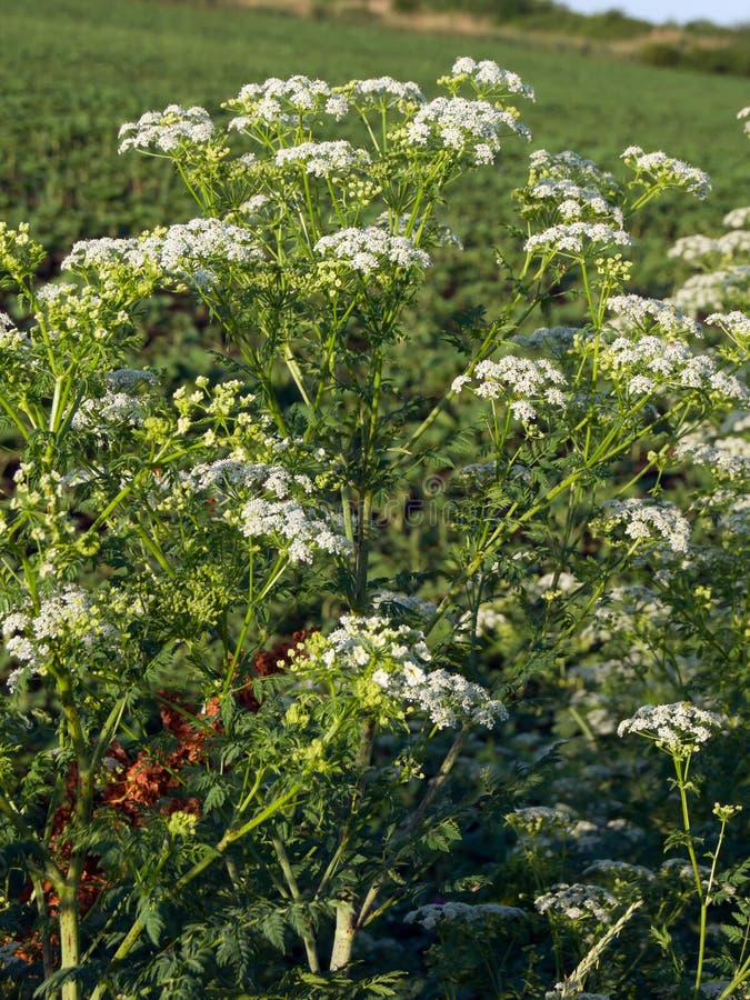 Cicuta (maculatum Del Conium) Fotografia Stock - Immagine di petalo ...