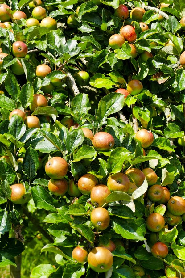 Cider Apple in an Orchard Near Lorient in Brittany Stock Photo - Image ...