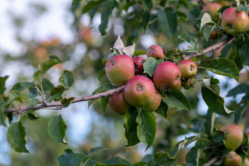 Cider apples stock image. Image of horticulture, fresh - 158603383