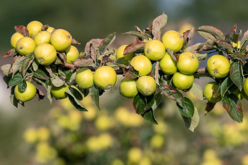 Cider apples stock image. Image of outdoors, branch - 158604831