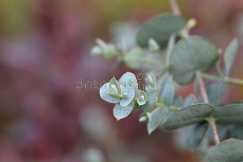 Cider gum stock photo. Image of gunnii, eucalyptus, botany - 174469954