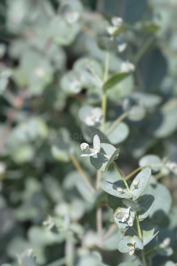 Cider gum stock photo. Image of gunnii, eucalyptus, botany - 174469954