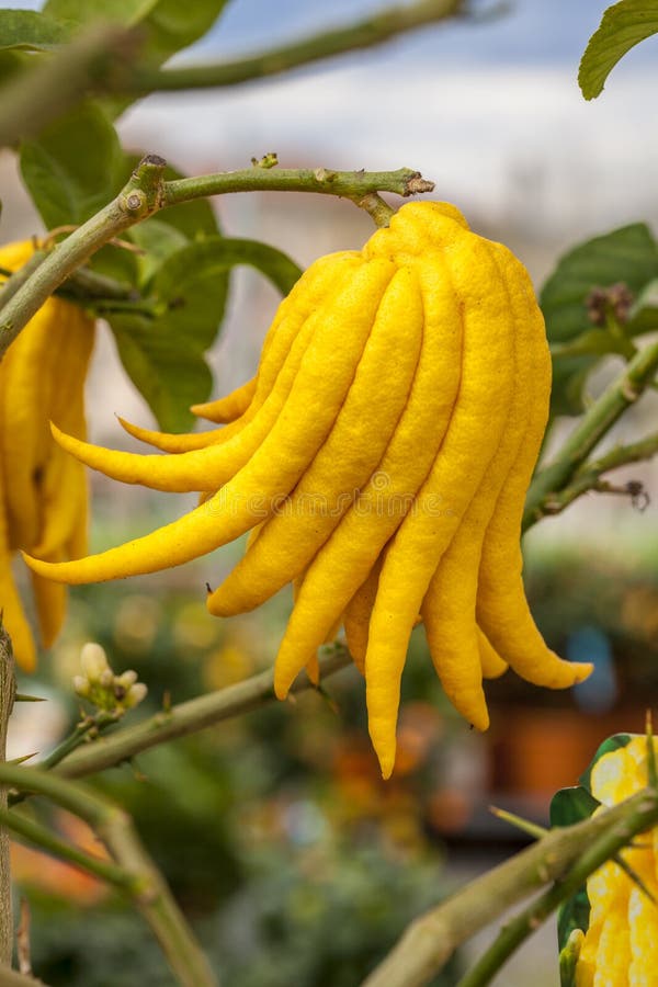 Cidra foto de stock. Imagem de nave, forma, alimento - 30430284