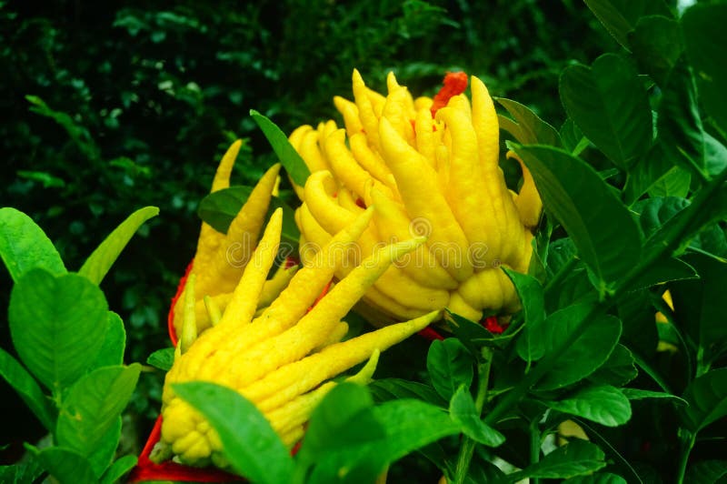 30,449 Cidra Fotos - Libres de Derechos y Gratuitas de Dreamstime