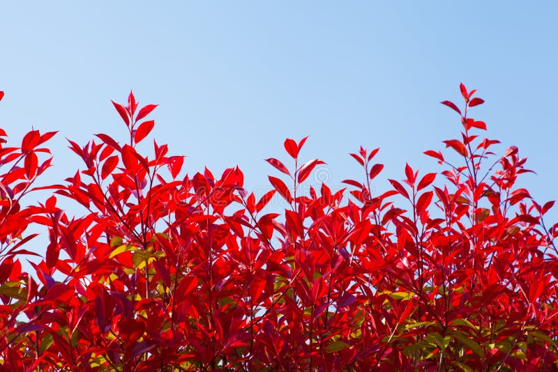 Ciel Bleu Et Haie Rouge De Feuille Image stock - Image du lame, nature ...