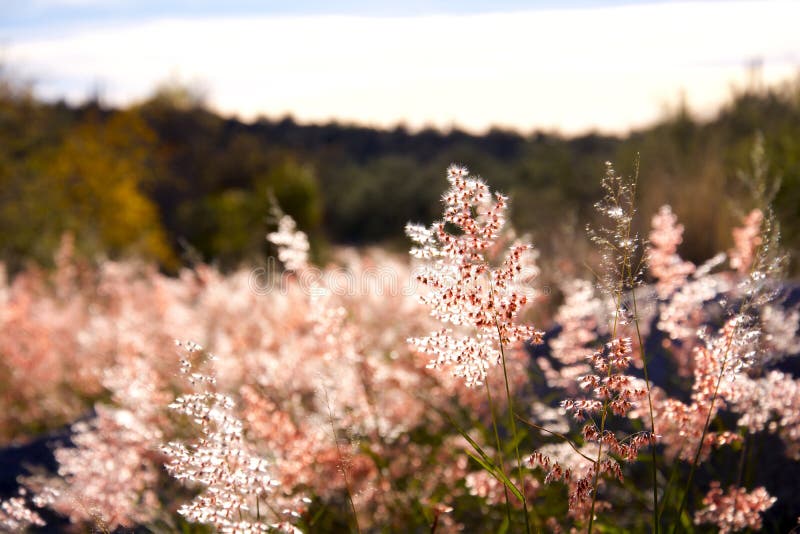 Ciel rose Fleurs roses image stock. Image du désert, automnes - 48443641