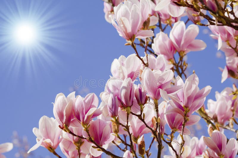 Cielo Azul Con El Flor De La Magnolia Imagen de archivo - Imagen de ...