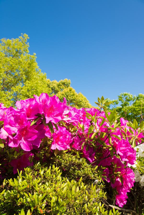 Azalea azul imagen de archivo. Imagen de primer, arbusto - 62001173