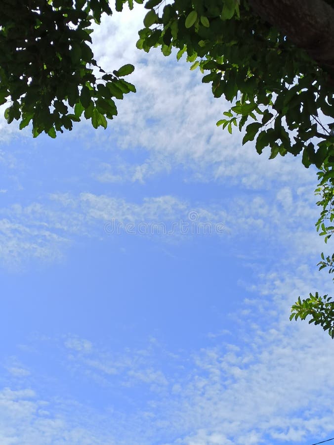 Cielo azul y hoja imagen de archivo. Imagen de cielo - 182686039