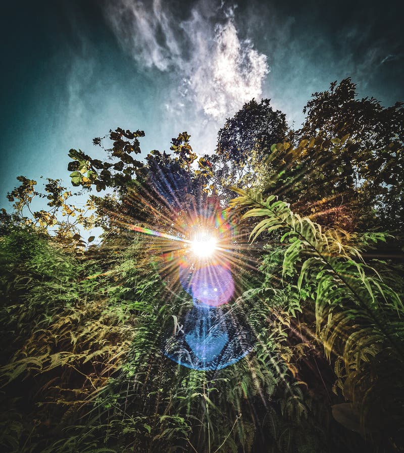 Cielo de bosque solar imagen de archivo. Imagen de cielo - 205773883