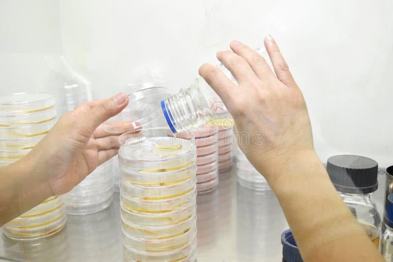 Cientists Pour Culture Medium on the Test Plate. Stock Photo - Image of ...