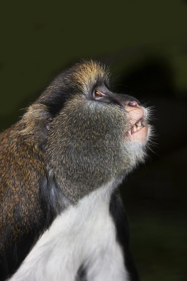 Cambells Monkey Cercopithecus Campbelli Adulto Imagen de archivo ...