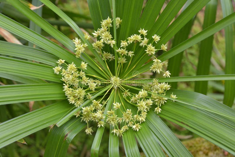 Juncia foto de archivo. Imagen de textura, hojas, flora - 32846884