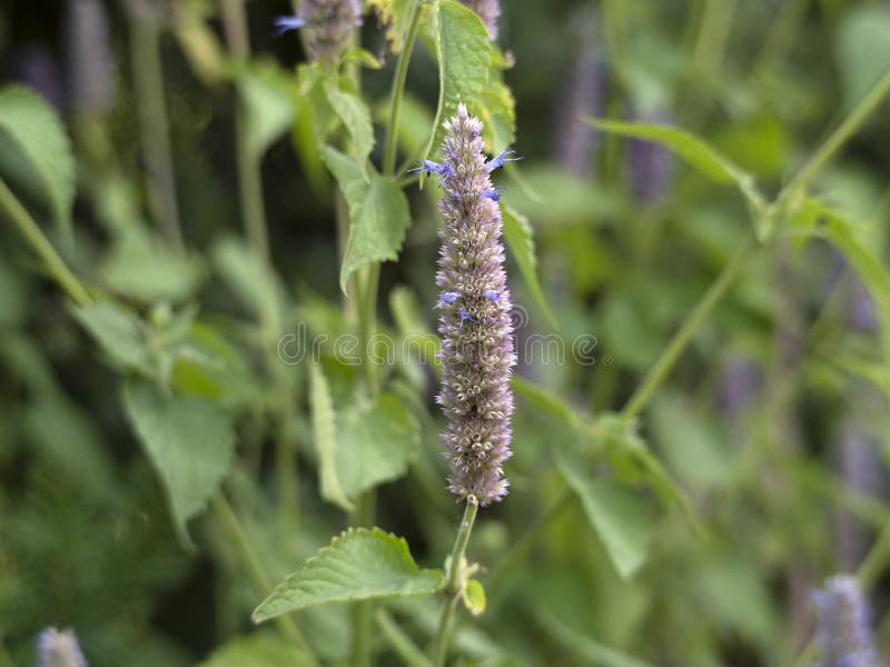 Planta del Hisopo foto de archivo. Imagen de lifestyle - 10772170