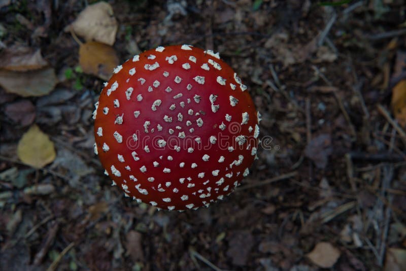 Cierre de hongos rojos foto de archivo. Imagen de hongo - 259871646